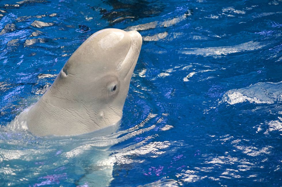 Beluga whales, dolphins at Marineland to be relocated by late July