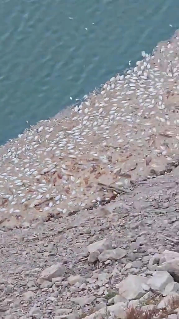 Popular lake closed after thousands of fish die — shocking video ...
