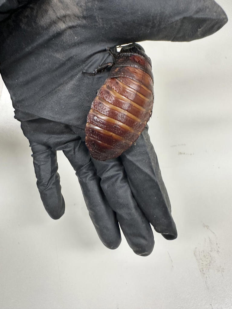 More than 100,000 illegal exotic cockroaches were seized by Australian ...