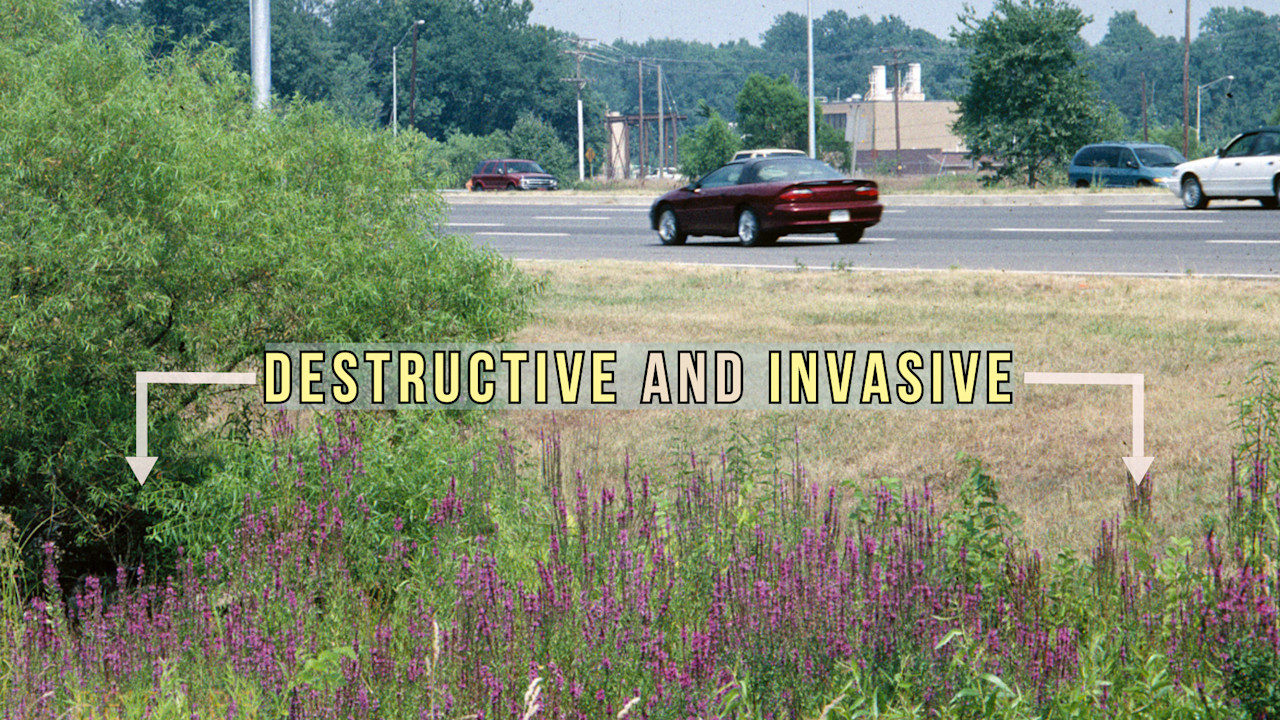 Spot this roadside flower? It’s one of the continent’s most destructive ...