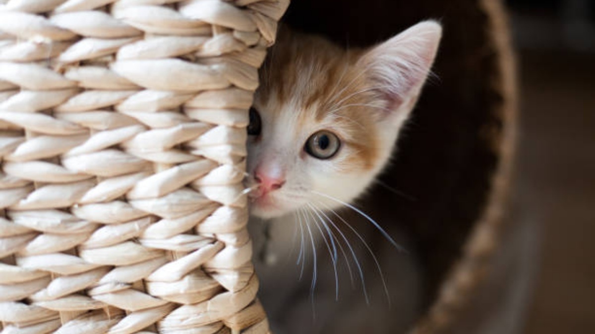 What no one tells you about cats that suddenly hide from everyone
