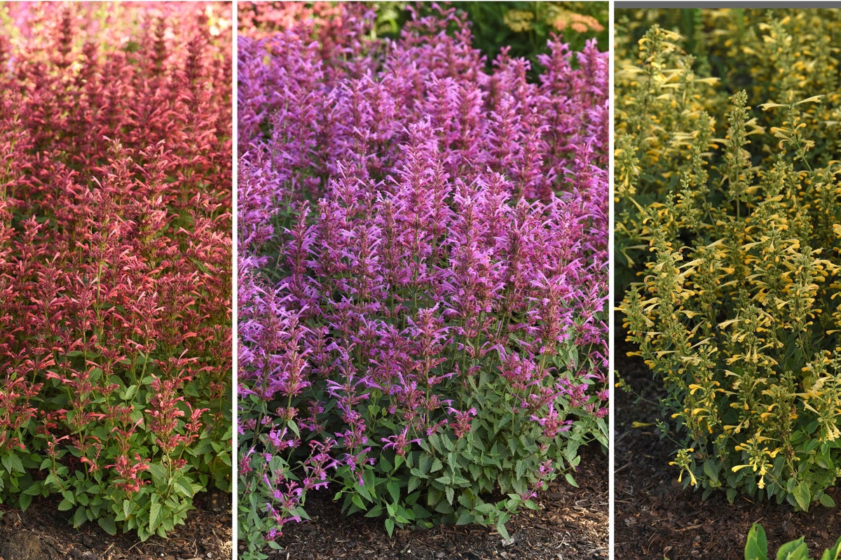 The 10 top-performing new plants for this season