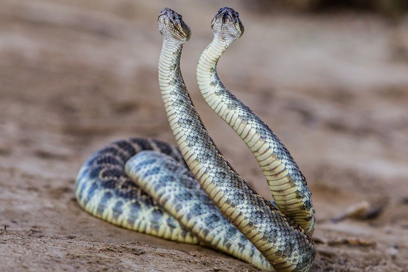 World Cup stars handed warning over lethal 'snake zone' infesting ...