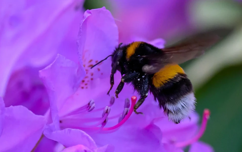 Bumblebees show spontaneous tool use rivaling primates