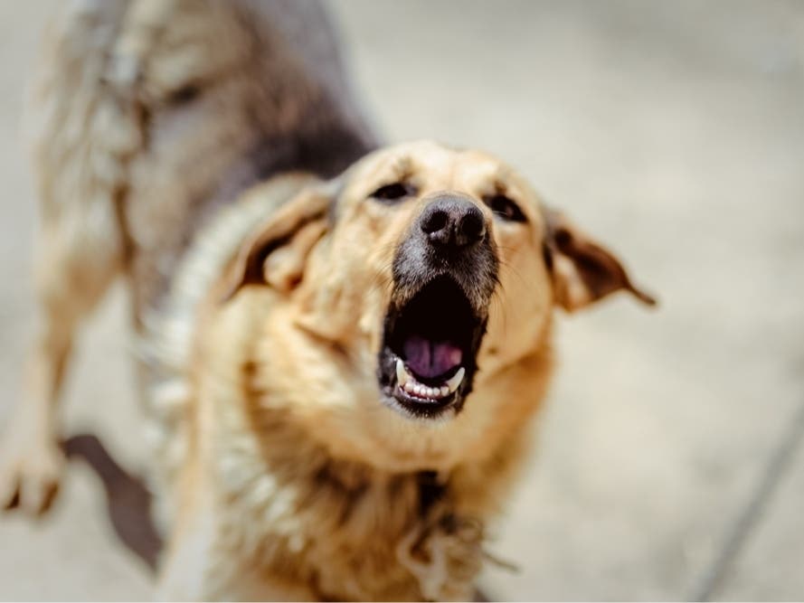 Protect your pet from rabies in Southington this weekend