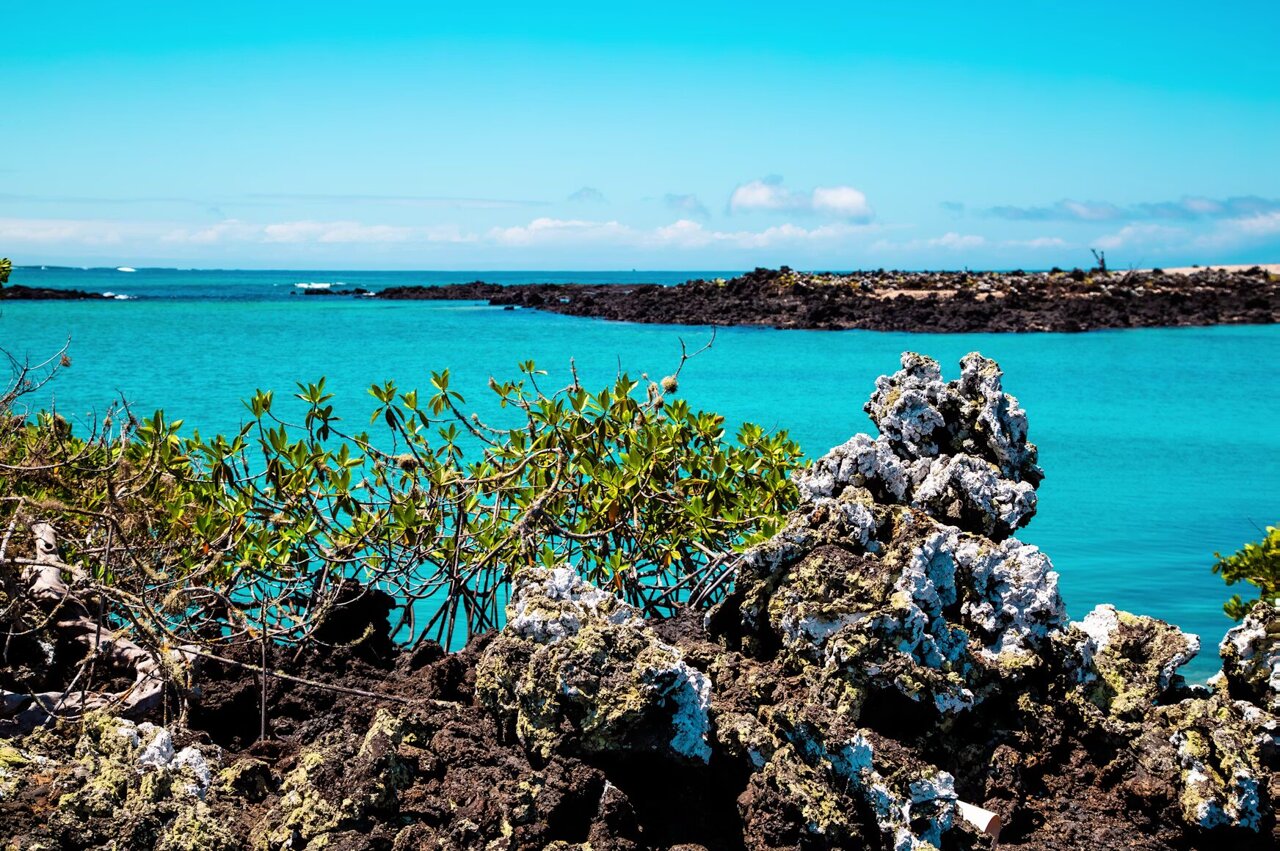 Zoned tourist vessel routes could curb invasive marine pests across ...