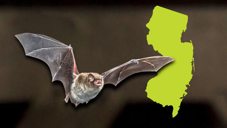 A bat got inside a NJ home — now a whole family is being monitored for ...
