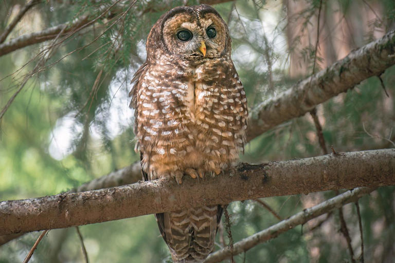 Wildlife officials plan to eradicate over 450,000 invasive barred owls ...