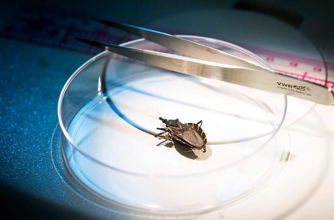 'Kissing bugs' are in peak season in Kentucky. Here's what to know ...