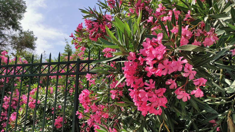 14 shrubs that are perfect for full sun areas in your yard