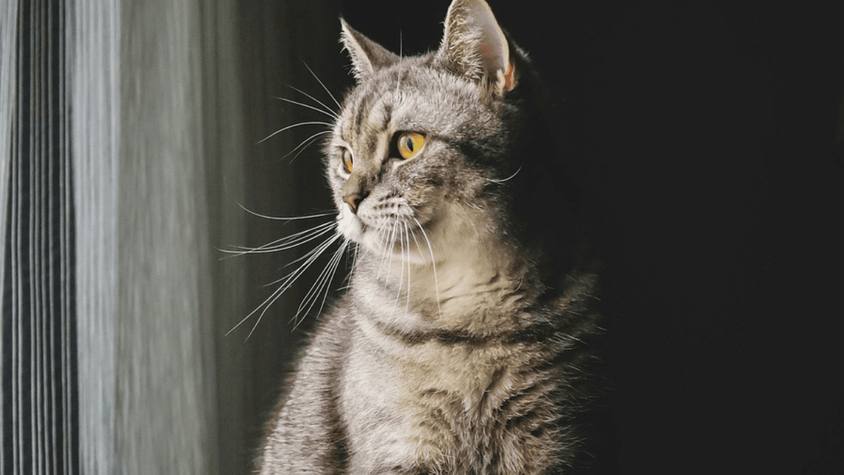 8 funny signs your cat has completely taken control of your life