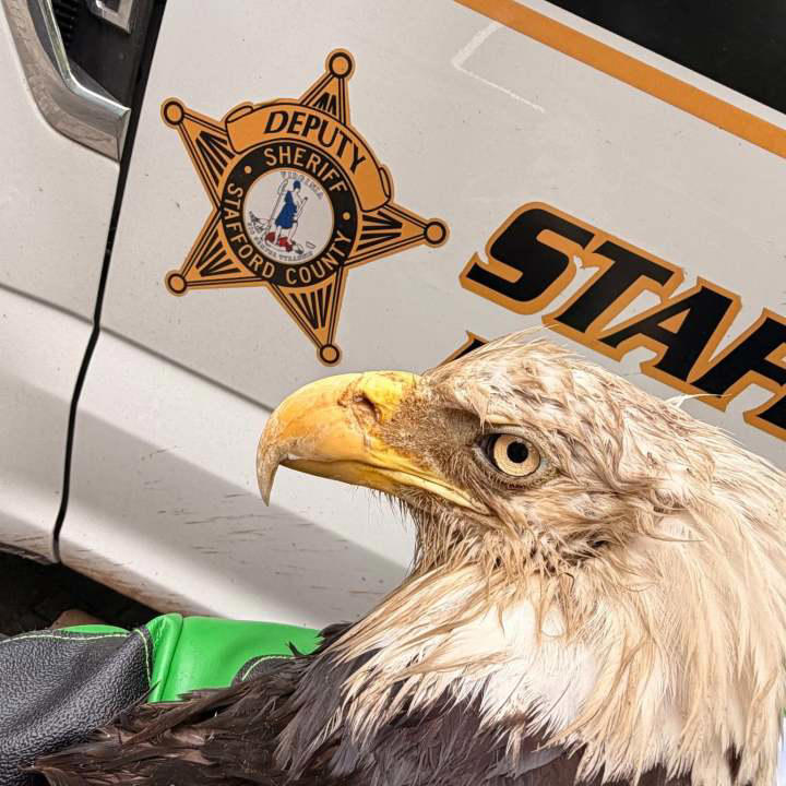 Stafford County deputies rescue eagle from water at Crows Nest Natural ...
