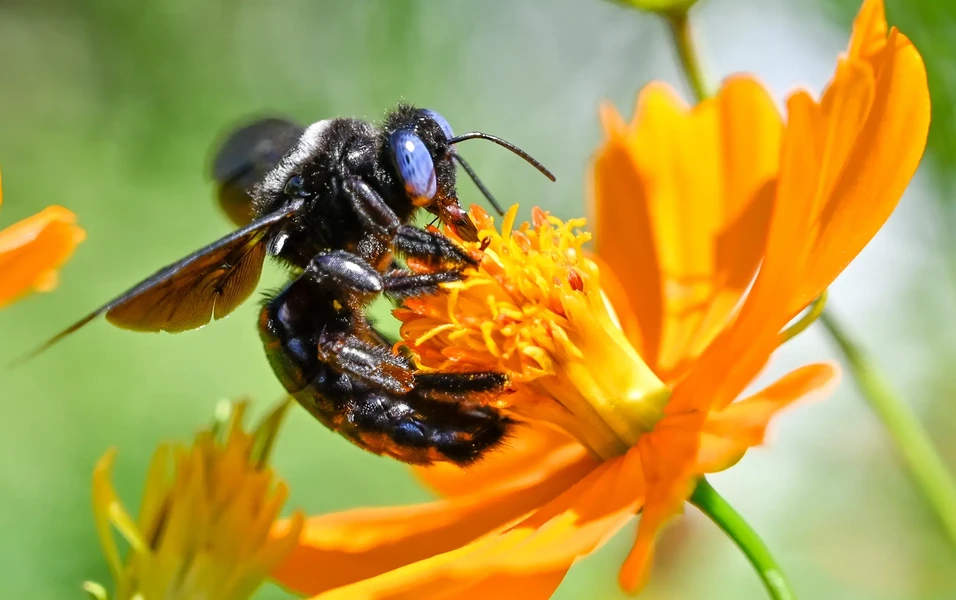 Experts warn gardeners to avoid harming pollinators this season