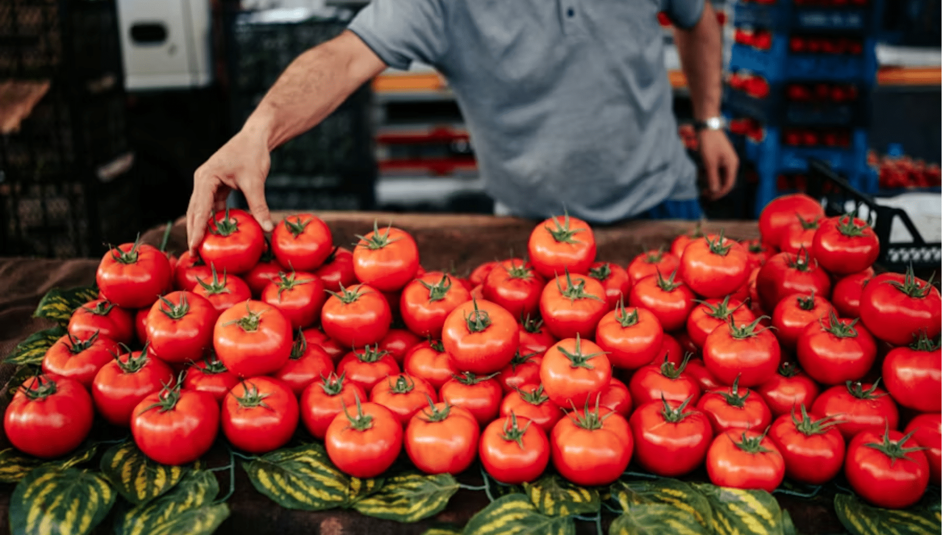 Americans are shocked by tomato prices as some reach $8 a pound