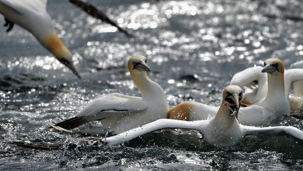 RSPB Scotland acquires Bass Rock to safeguard seabird colonies