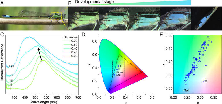 Nature's 'master painters': Study reveals how damselflies break optical ...