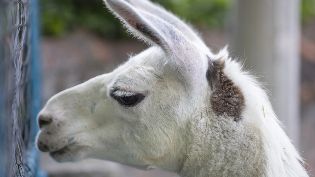 Llamas vs alpacas: More than just fluff