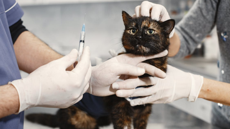 Cat owner awarded $800K after pet dies from bird-flu-tainted food