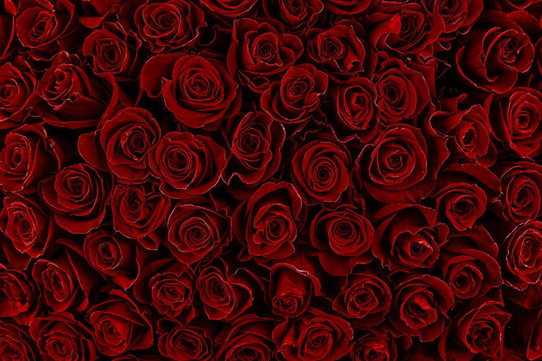 Here’s what these 11 popular rose colors mean before you send a bouquet
