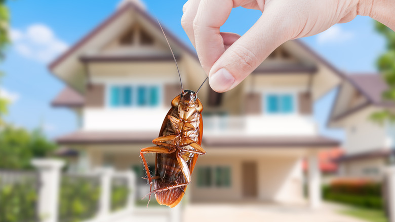 Can bugs and pests chew through caulk