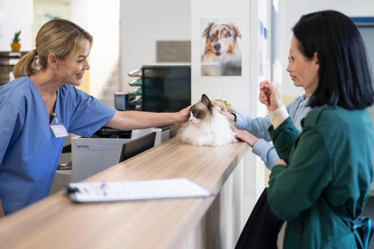 Are ragdolls cats good pets? What vets want you to know