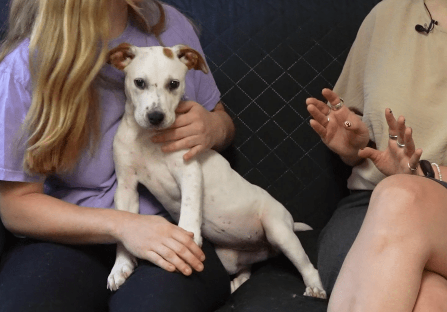 Adoptable pet: Cannoli
