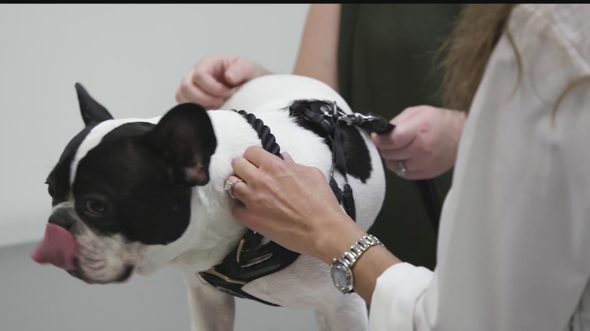 Expert advises pet owners to plan, not ignore care