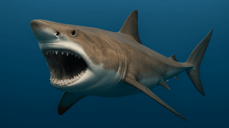 Navy base employee in critical condition after shark attack in Florida ...