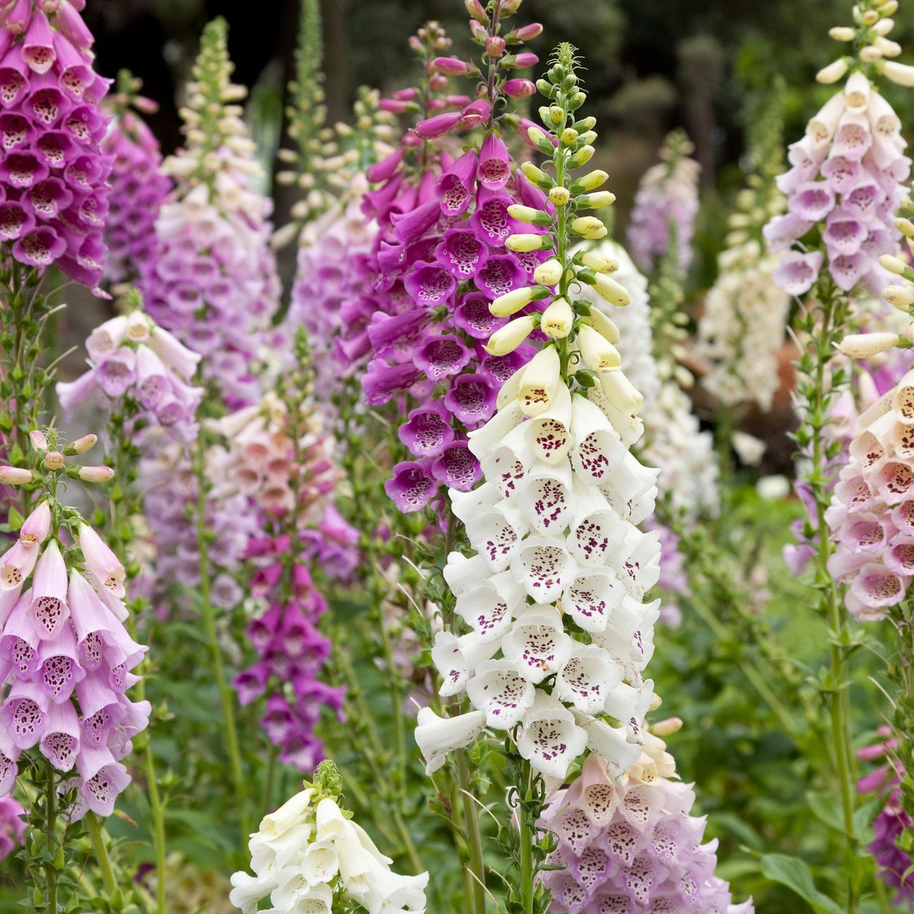 Biennials Are the Cheat's Way to a Garden Filled With Color and Charm ...