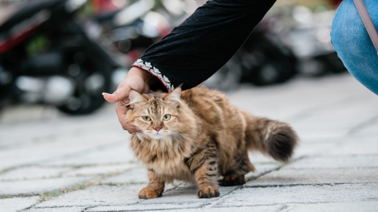 Cat owner awarded $800K after pet dies from bird-flu-tainted food