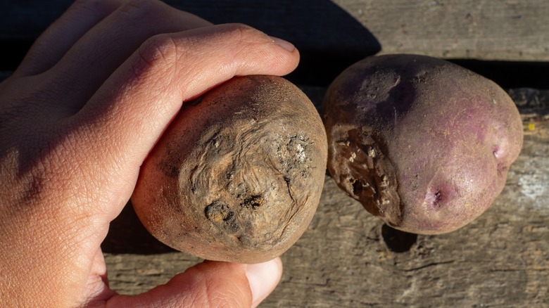 6 signs a potato has gone bad