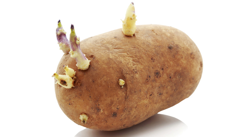 6 signs a potato has gone bad
