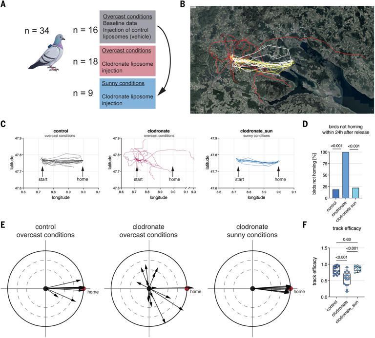 Pigeons may use magnetic immune cells to find their way home