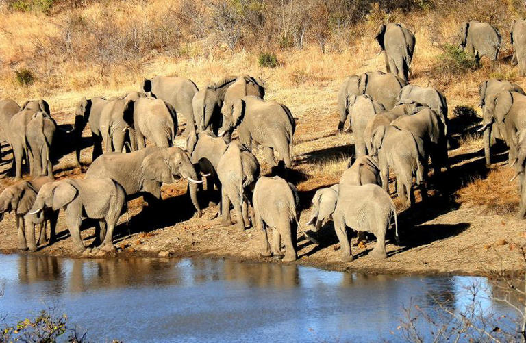 The science of sharing land: How cattle and wildlife thrive side-by ...