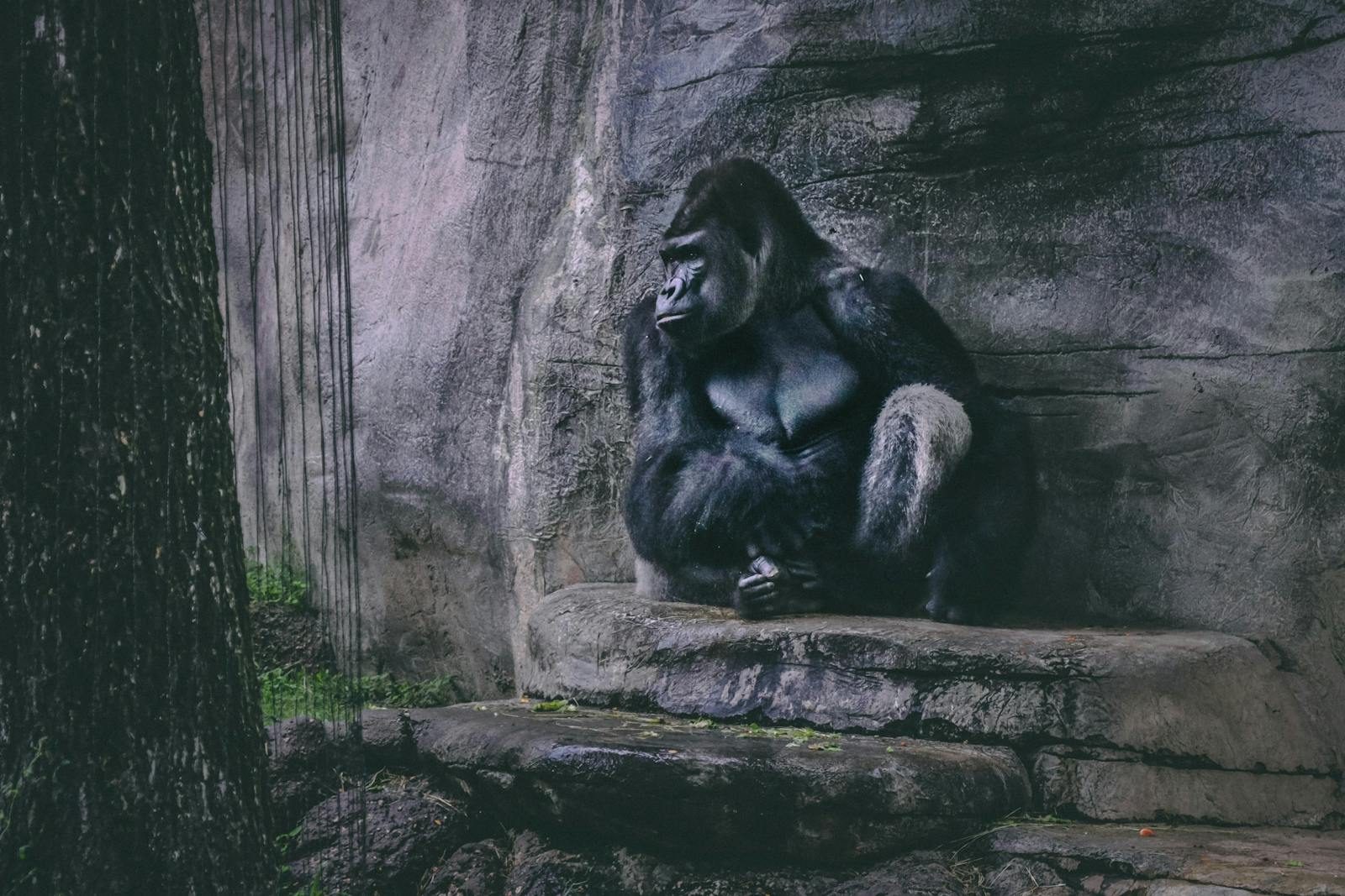 What really happened to Harambe? The viral zoo tragedy that still ...