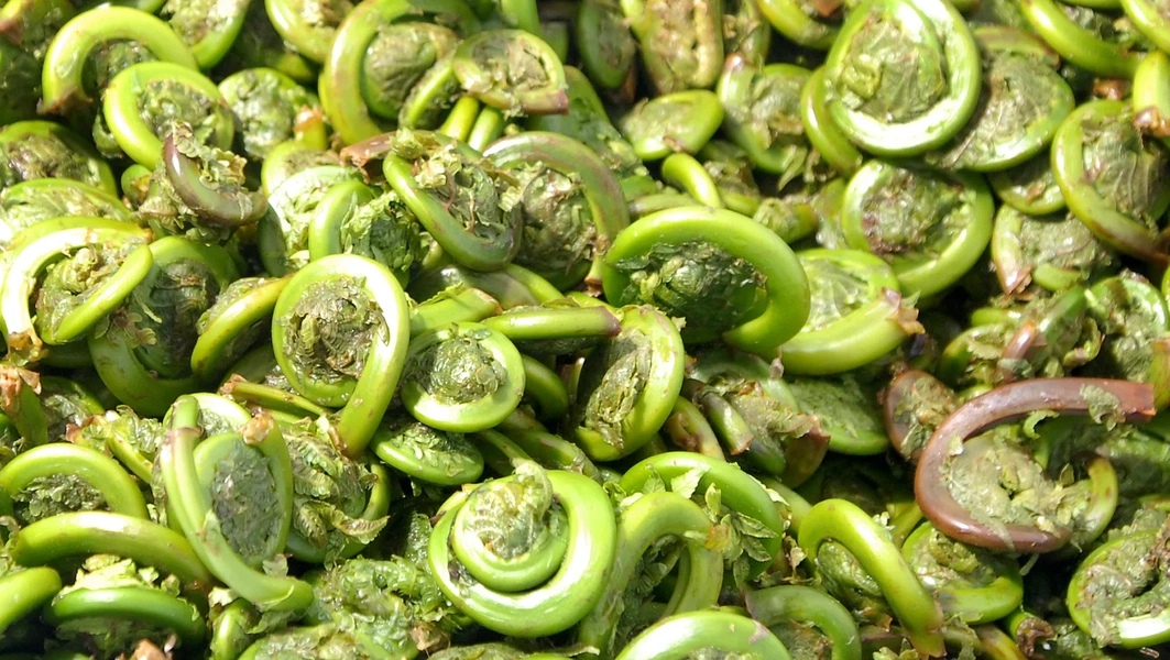 14 endangered Appalachian recipes preserving mountain heritage