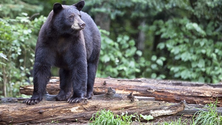 'Safety alert' | Large bear spotted in Montague along with cub