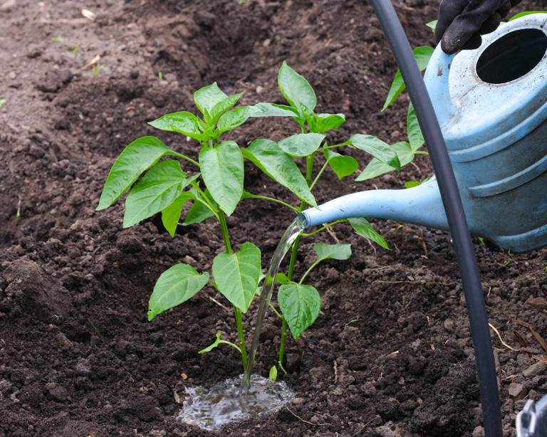 What your pepper plants need in June to produce a huge harvest – 5 ...