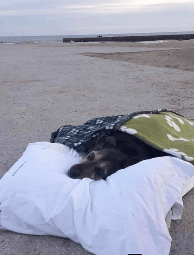 Man takes his sick dog to see the sea one last time, touching thousands