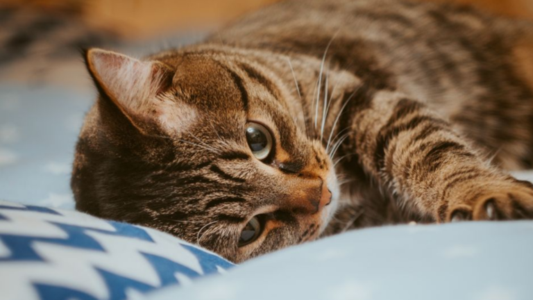 Cat owner awarded $800K after pet dies from bird-flu-tainted food