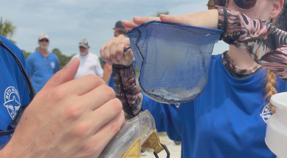 Mote Marine Laboratory to release thousands of juvenile snook at ...