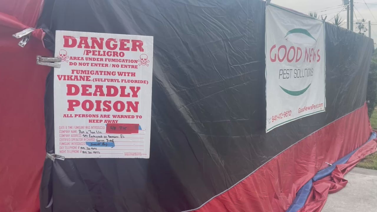 Termite swarming season on the Suncoast - What you need to know