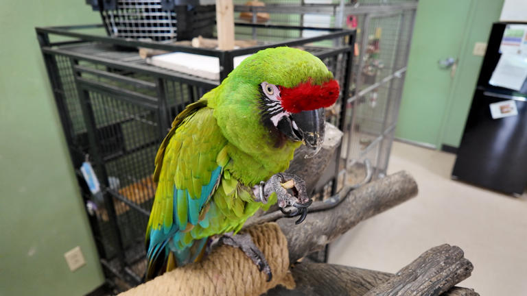 From rescue to education: Abilene Zoo animal ambassadors take center ...