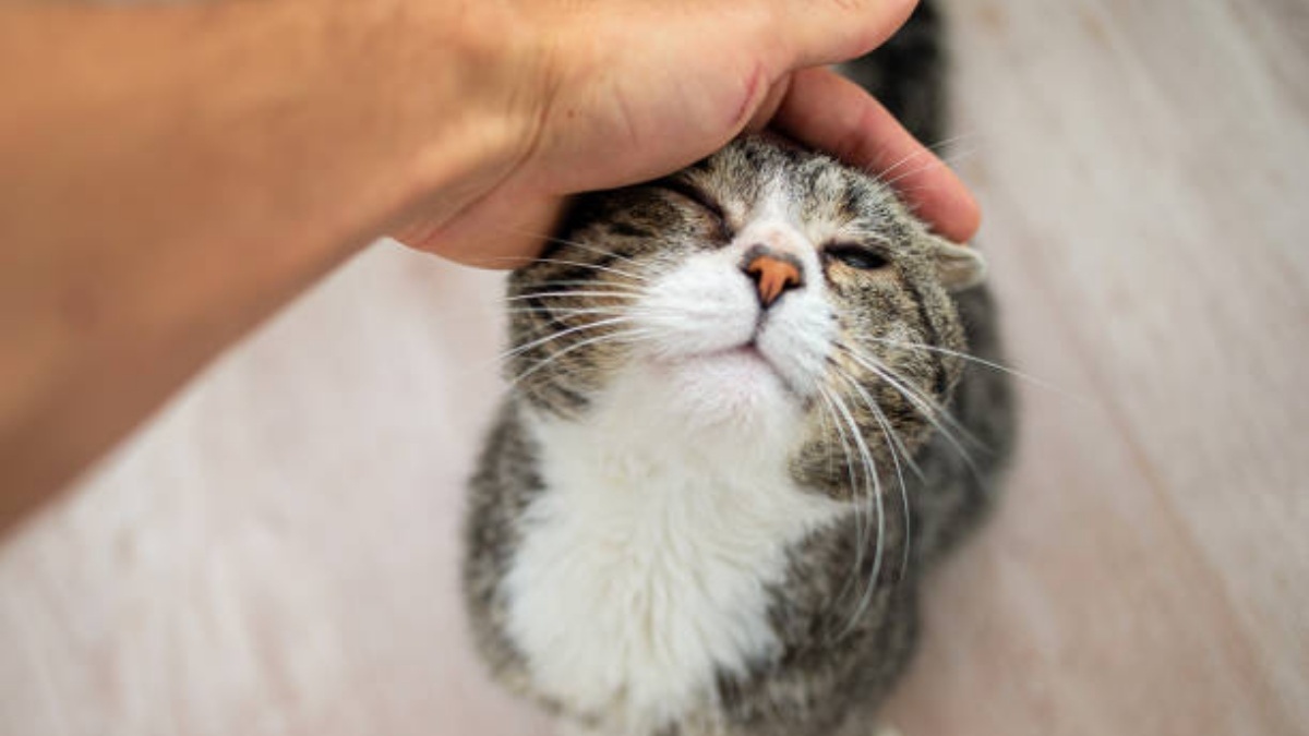 How to tell if your cat has asthma and when to see a vet