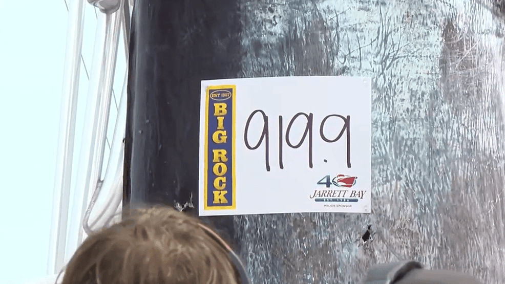 Marlin Fever lands record 919.9-pound blue marlin at Big Rock Tournament