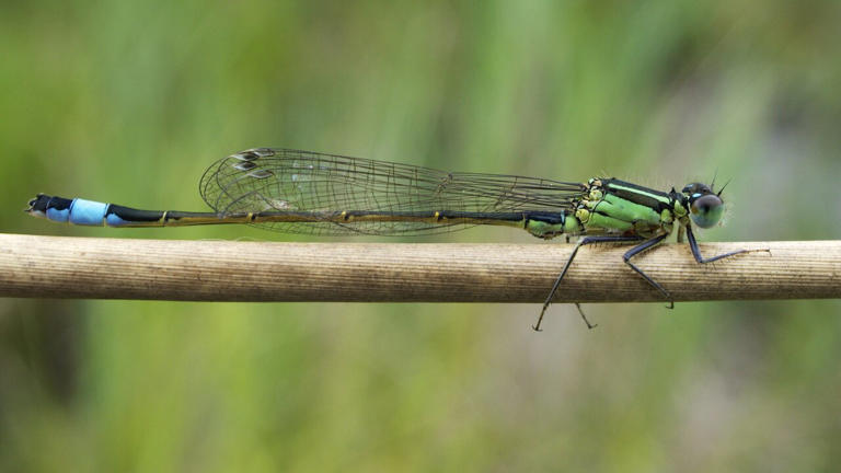 Nature's 'master painters': Study reveals how damselflies break optical ...
