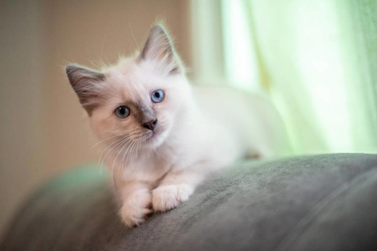 Are ragdolls cats good pets? What vets want you to know