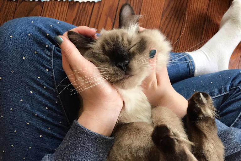 Are ragdolls cats good pets? What vets want you to know