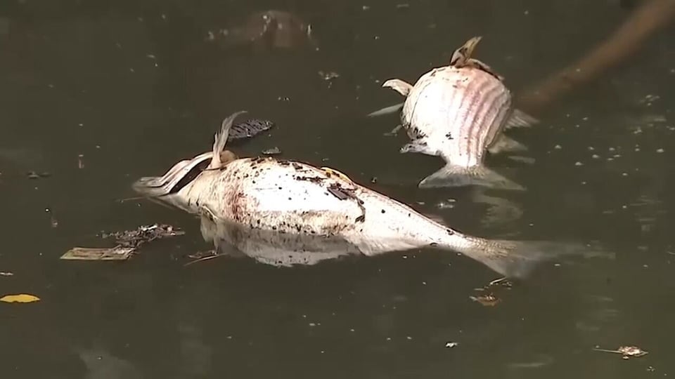 'Never seen anything like this:' Probe launched into Chattahoochee fish ...