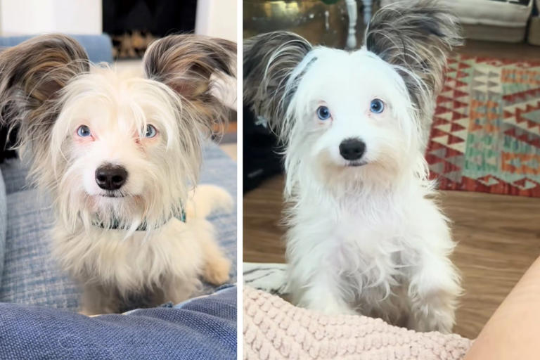 Dog goes viral for adorably unique features – what's her breed mix?